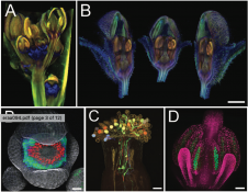 Review. Imaging flowers: a guide to current microscopy and tomography ...