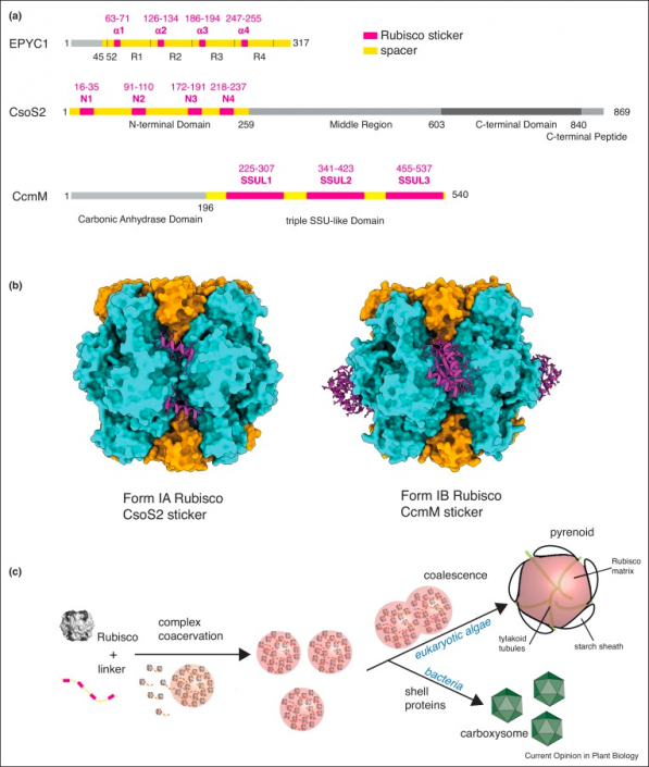 Review: Biomolecular condensates in photosynthesis and metabolism ...