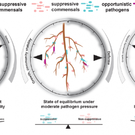Plantae | Successive passaging of plant associated microbiome reveals ...