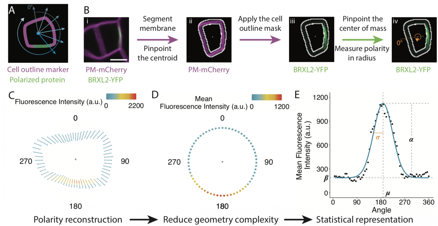 POME: Quantitative and dynamic cell polarity tracking pipeline (bioRxiv ...