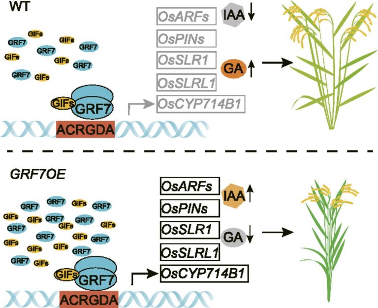 A Molecular Determinant of Rice Plant Architecture | Plantae