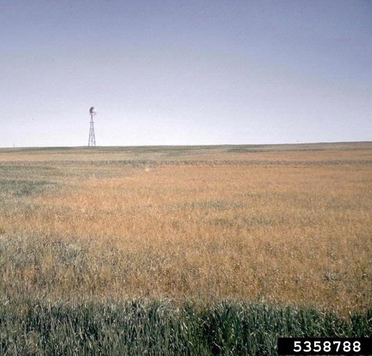 Open call for Plantae Presents short talk submissions: Heat-proof ...