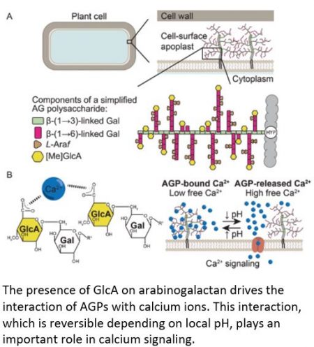 The role of arabinogalactans in plant development | Plantae