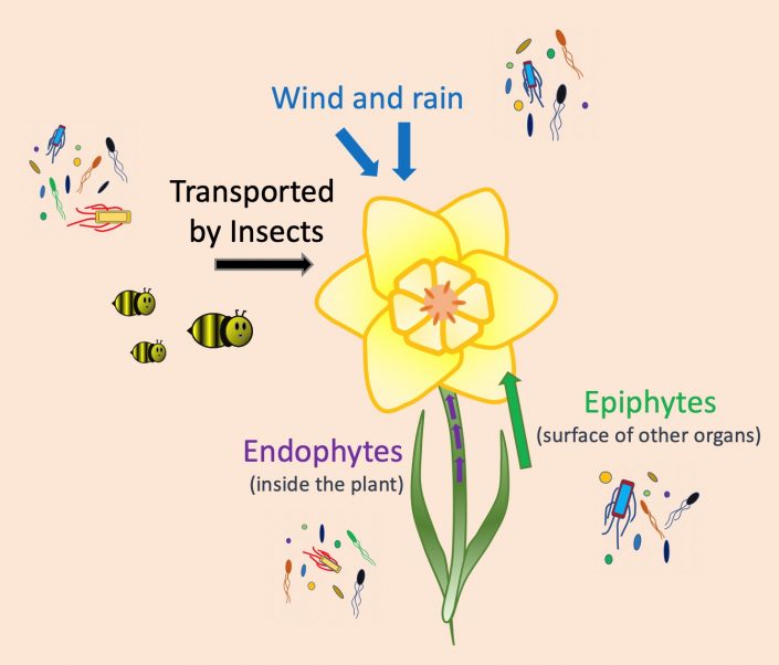 Plant Science Research Weekly: September 25, 2020 | Plantae