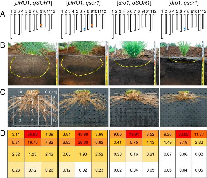 Root angle modifications by the DRO1 homolog improve rice yields in ...