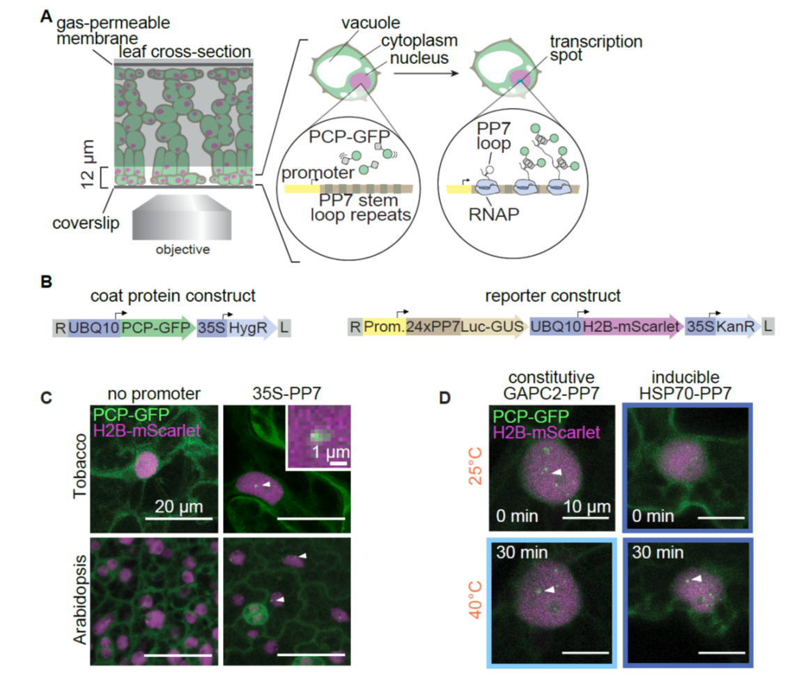 Real time quantitative imaging of transcriptional activity at the single cell level (bioRxiv ...