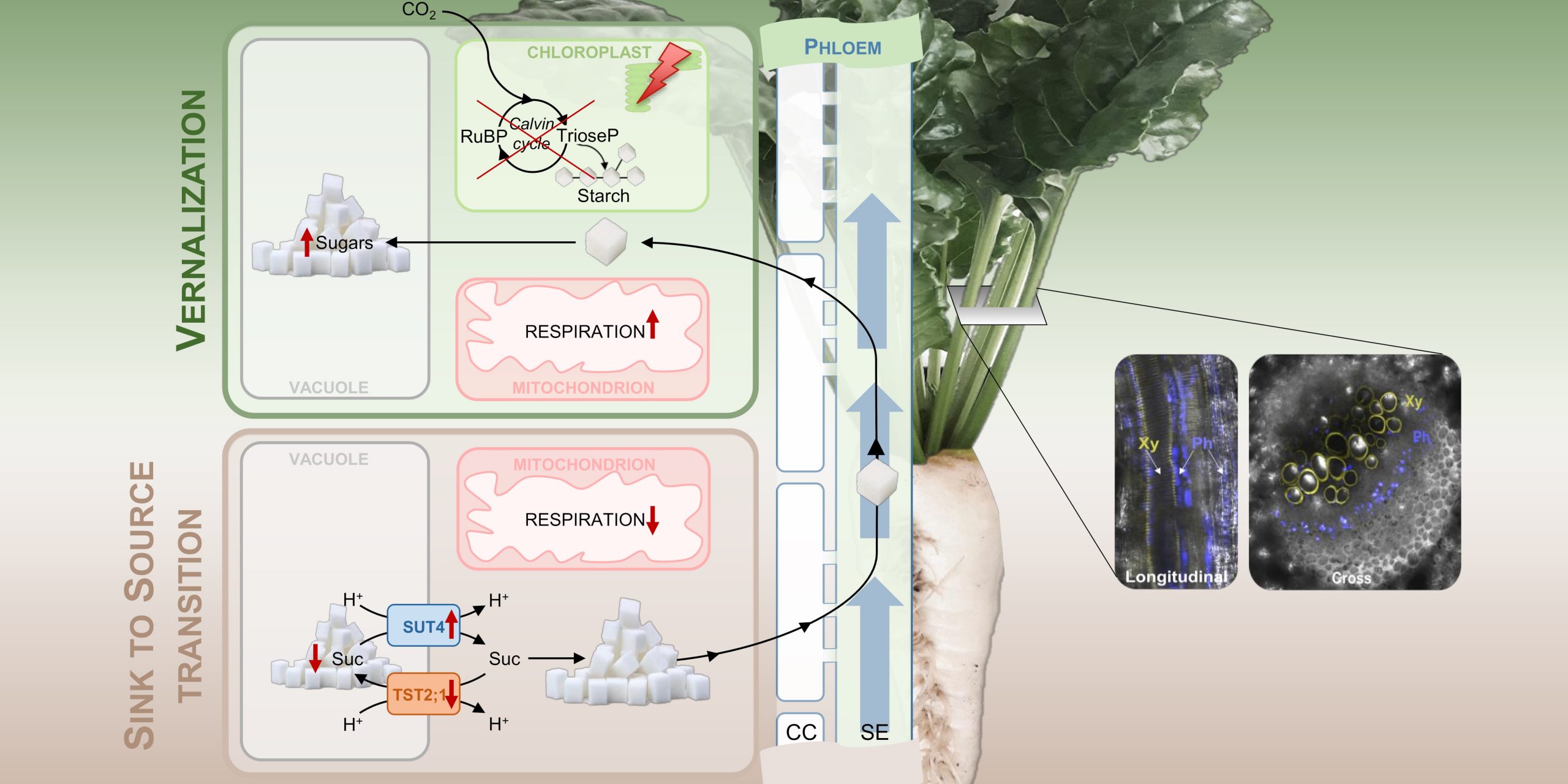 Chilling Lessons from Sugar Beets: Switching Sources | Plantae