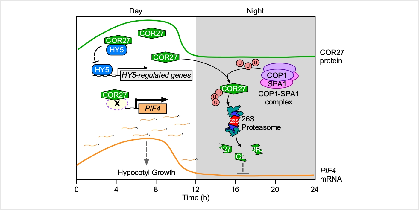 In the Cold of the Night: how COR27 Regulates HY5 Activity and ...