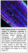 Follow that Protein: SNAP-tagging Permits High-resolution Protein ...