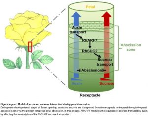 The sweet smell of sucrose transport during rose petal abscission | Plantae