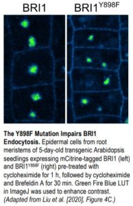 Get it Sorted: A Classic Endocytic Sorting Mechanism in Mammals is ...