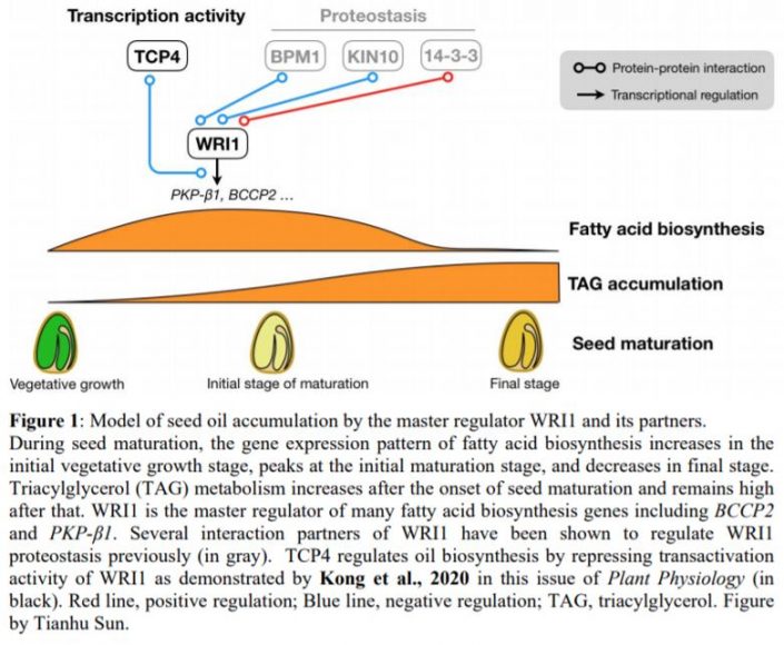 Unexpected Role of a TCP Transcription Factor in Seed Oil Biosynthesis ...