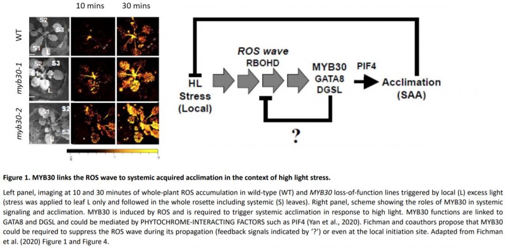 MYB30 links the ROS wave to systemic acclimation | Plantae
