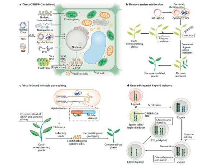 Review: Applications of CRISPR–Cas in agriculture and plant ...