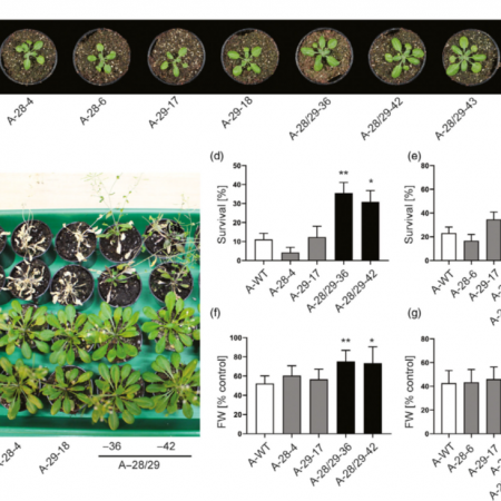Plantae | Natural variation in OsLG3 increases drought tolerance in ...