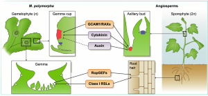 Review: Gemma cup and gemma development in Marchantia polymorpha (New ...