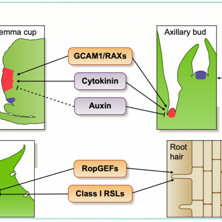 Plantae | New insights into Marchantia polymorpha genome | Plantae