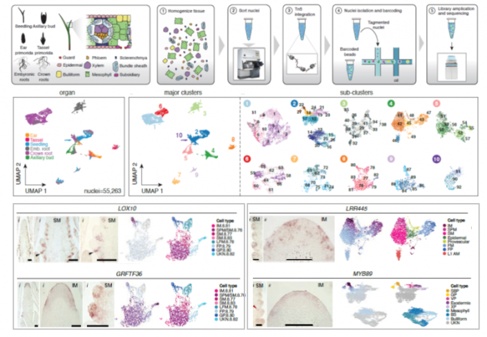 A cis-regulatory atlas in maize at single-cell resolution (bioRxiv ...