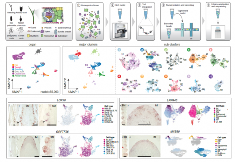 A cis-regulatory atlas in maize at single-cell resolution (bioRxiv ...