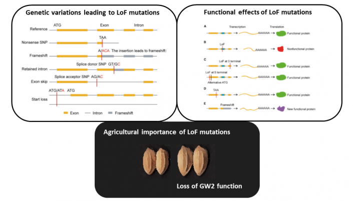 Review Less Is More Natural Loss Of Function Mutation Is A Strategy