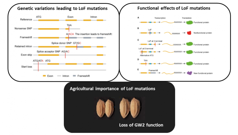 Review: Less is more, natural loss-of-function mutation is a strategy ... Review: Less is more, natural loss-of-function mutation is a strategy ...