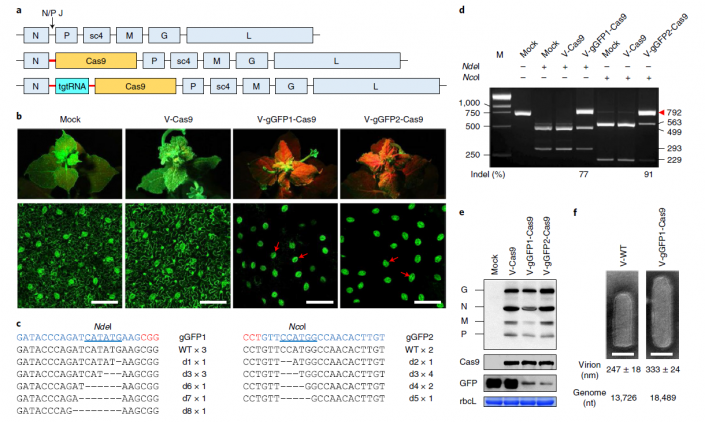 Plant Science Research Weekly: October 16, 2020 | Plantae