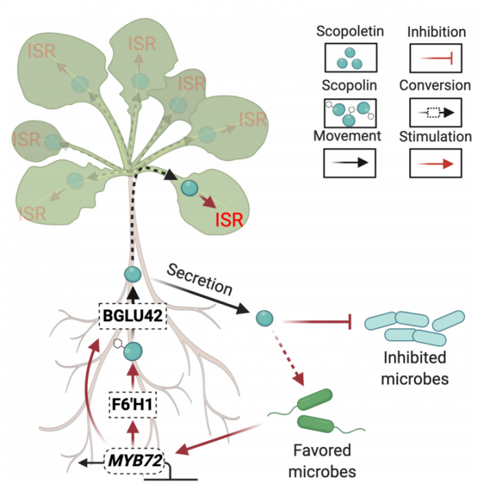 Review: Coumarin communication along the microbiome-root-shoot axis ...