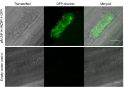 Identification of a unique ZIP transporter involved in zinc uptake via ...