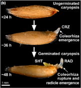 Plant Science Research Weekly: October 30 | Plantae
