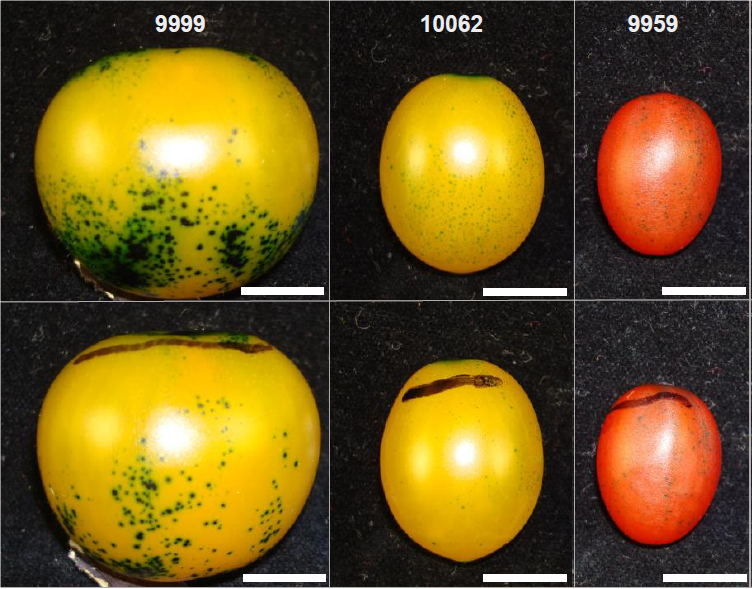 Transpiration from tomato fruit occurs primarily via trichome ...