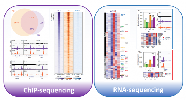 TERMINAL FLOWER 1-FD complex target genes and competition with ...