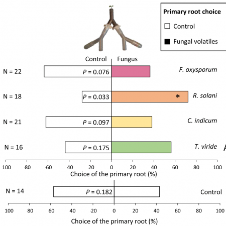 Plantae | Large seeds provide intrinsic growth advantage that depends ...