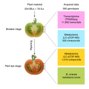 Multi-omics analyses of wild tomato introgression lines reveal a set of ...