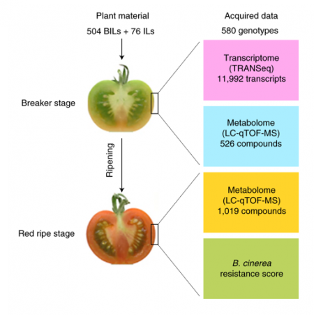 Multi-omics analyses of wild tomato introgression lines reveal a set of ...