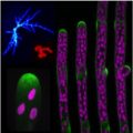 Plantae | Plant Polarity at the Single Cell and Tissue Levels | Plantae