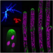 Plant Polarity at the Single Cell and Tissue Levels | Plantae