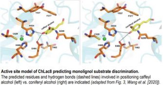 The Lure of Lignin: Deciphering High-value Lignin Formation in Seed ...