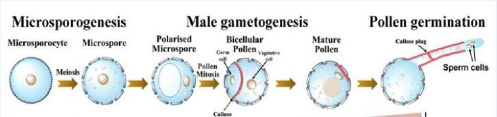 Callose deposition during pollen development | Plantae