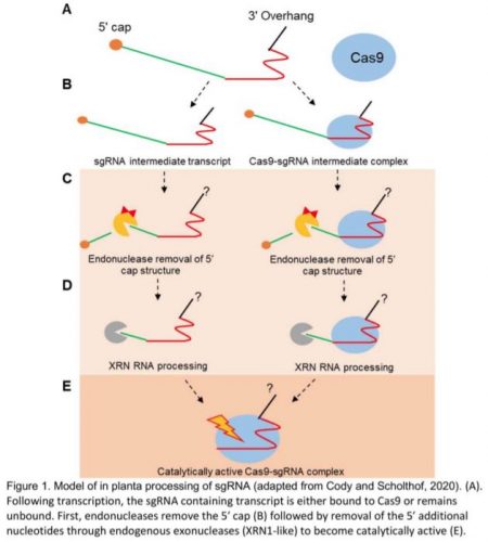 Excising the mystery of single guide RNA processing | Plantae