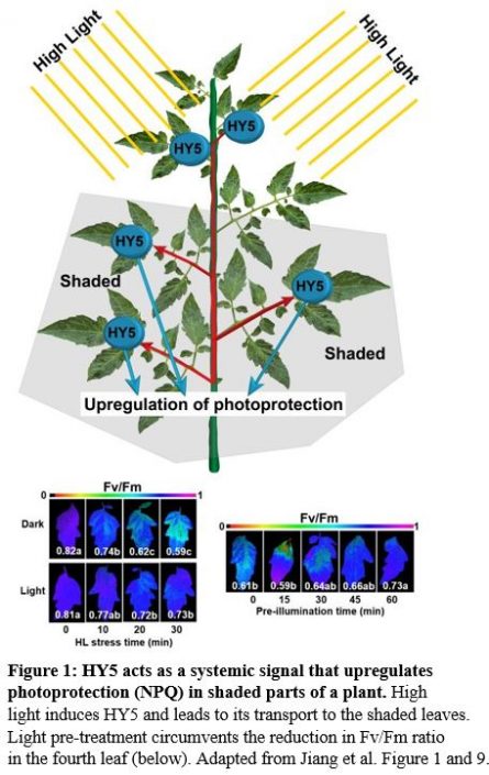 A high-five for high light protection | Plantae