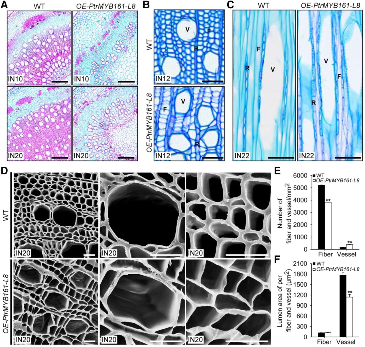 On the Inside: Feedback Regulation of Wood Formation in Poplar | Plantae
