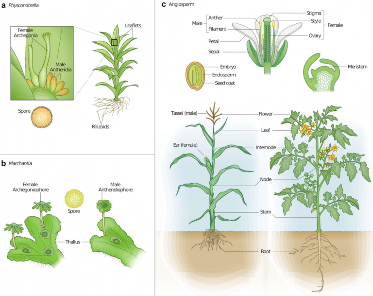 Plant Science Research Weekly: November 13, 2020 | Plantae