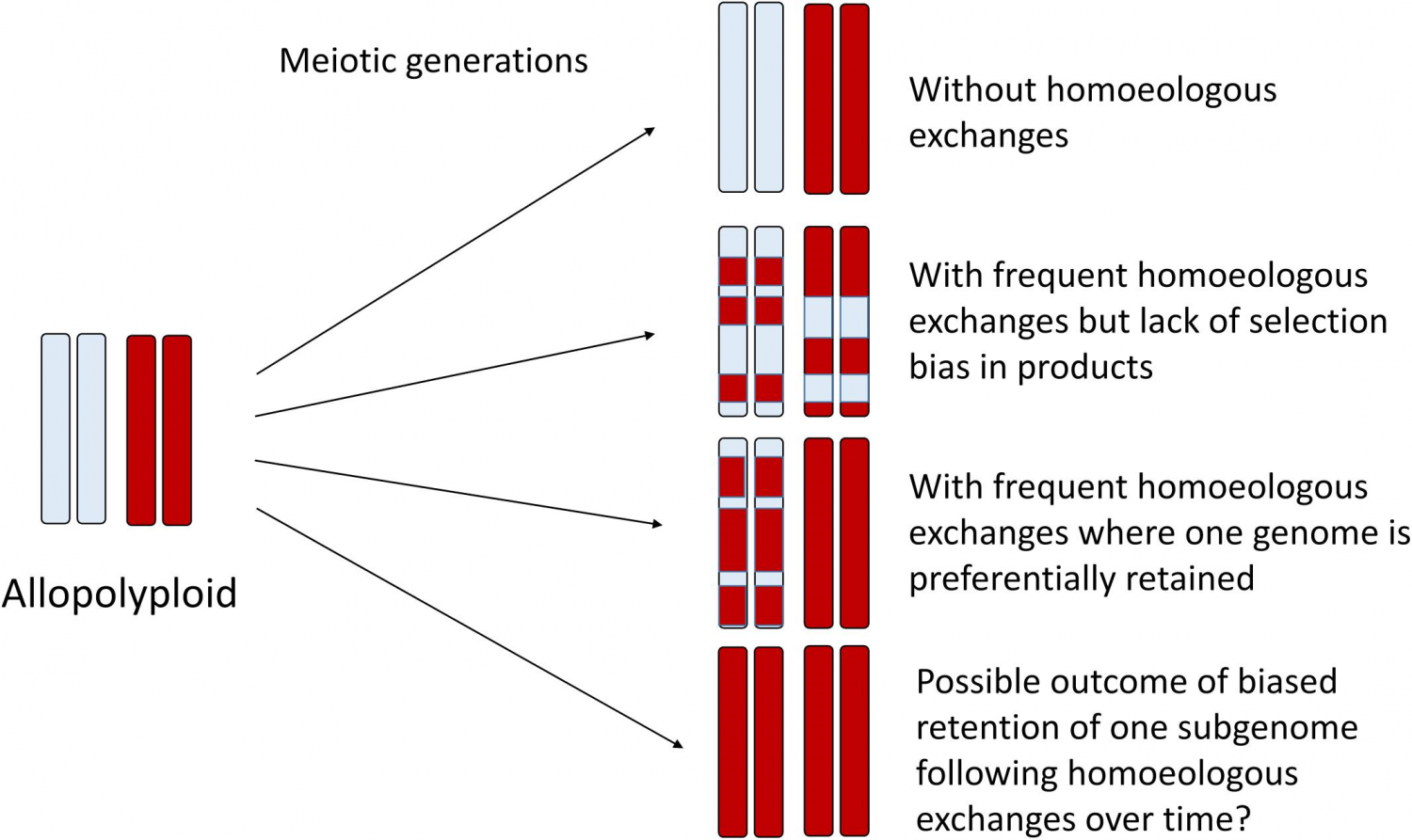 Review: Homoeologous exchanges, segmental allopolyploidy, and polyploid genome evolution (Front ...