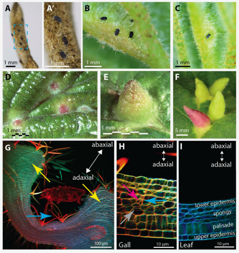 A novel family of secreted proteins linked to plant gall development ...