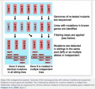 Mutagenomics: The Future of Genetic Screens | Plantae