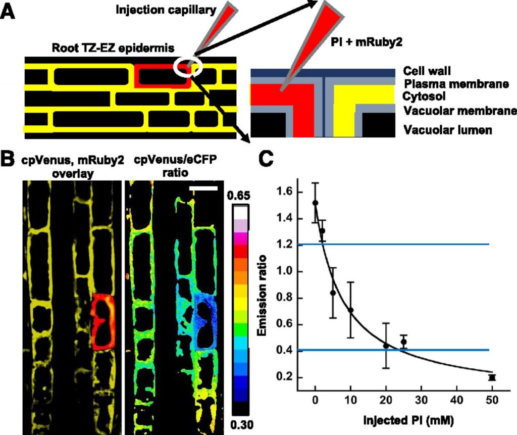 On the Inside: Spatial Dynamics of Pi Distribution in Roots | Plantae