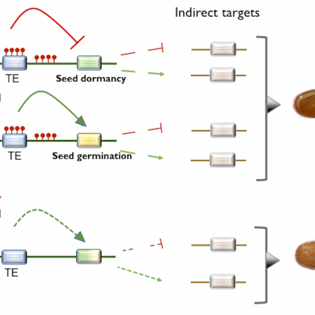 Plantae | How does fire affect germination of grasses in the Cerrado ...