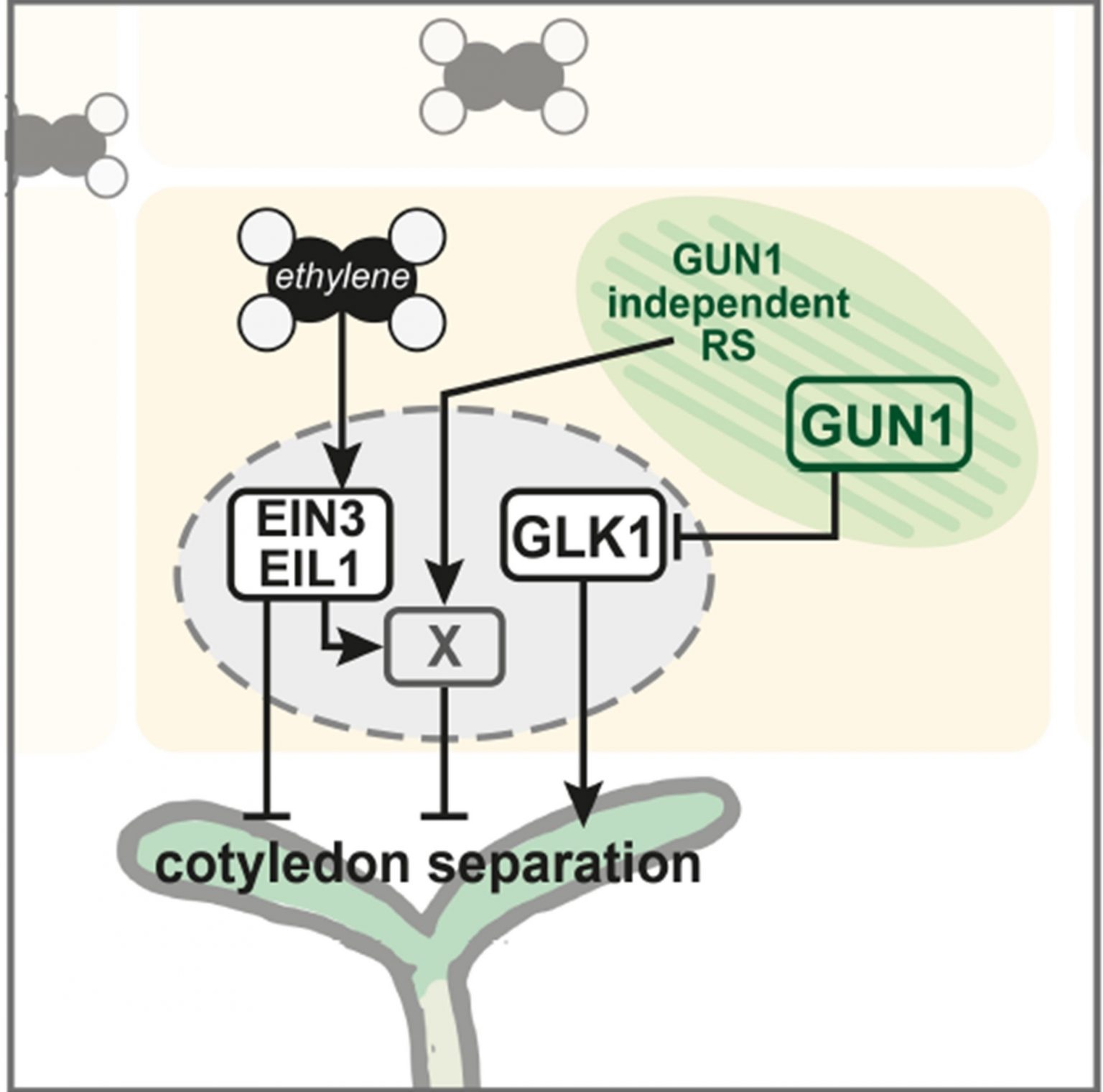 A novel GUN1-independent retrograde signaling pathway represses ...