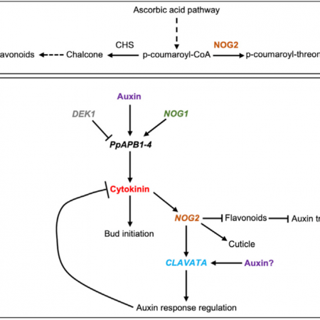 MSH1-induced heritable enhanced growth vigor through grafting is ...