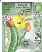 A cell-surface receptor-like kinase mediates herbivore-sensing in ...